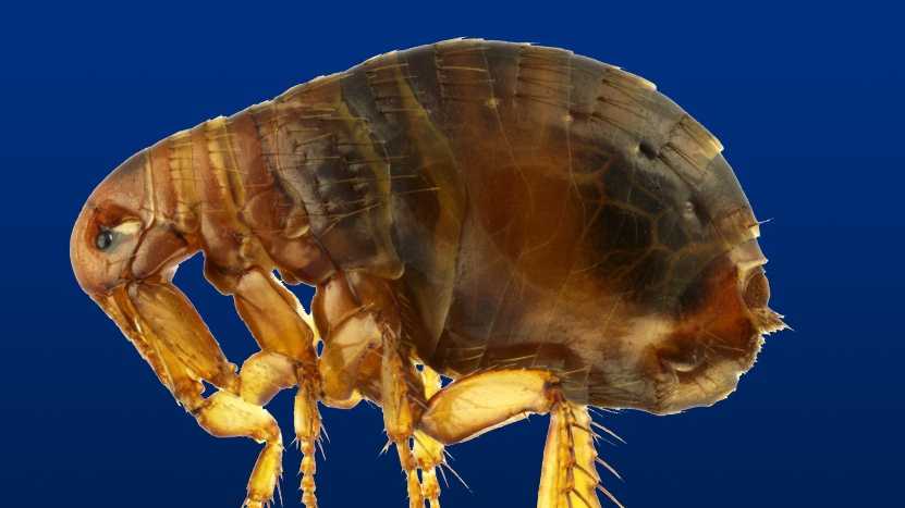 Steamy weather increases flea population