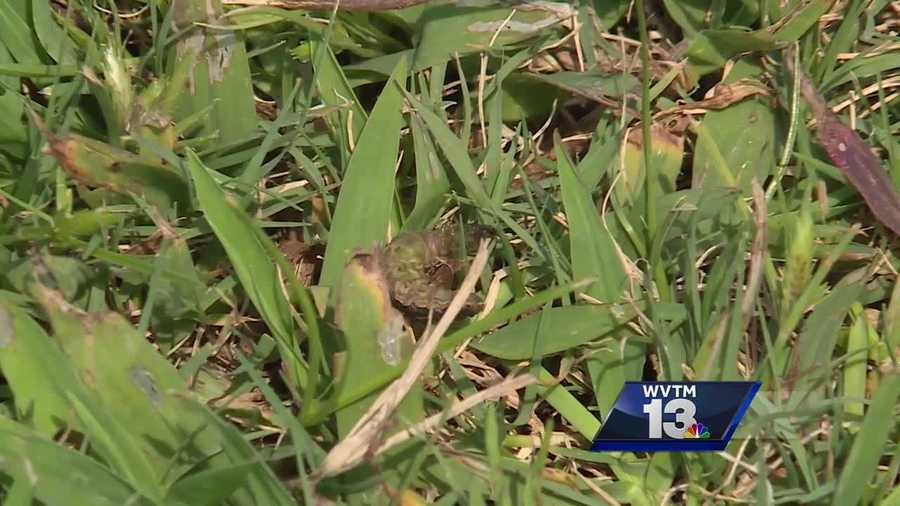 Army worm infestation moves high school football game