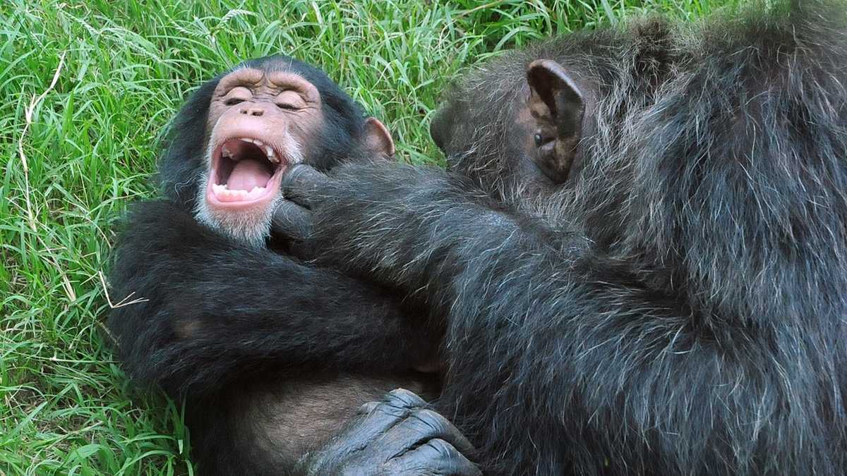 Chimpanzee at play