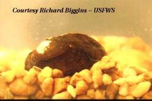 The Endangered List: North Carolina