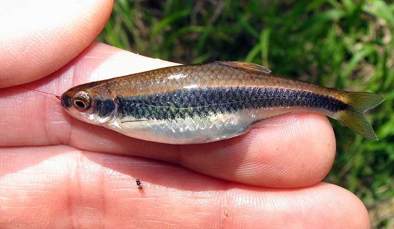 The Endangered List: North Carolina