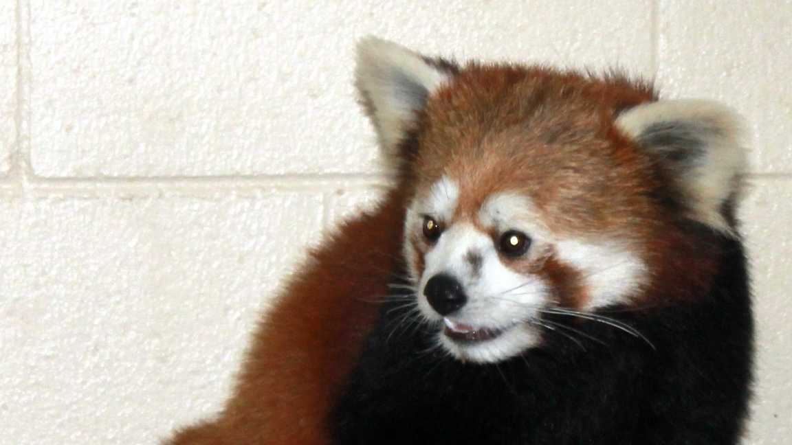 Images: Red panda arrives at Greensboro Science Center