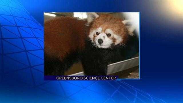 Images: Red panda arrives at Greensboro Science Center