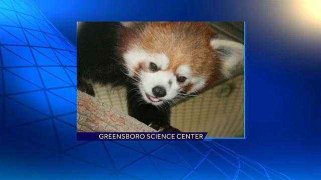Images: Red panda arrives at Greensboro Science Center
