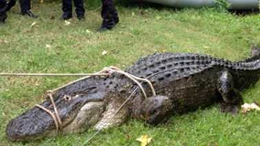 Gator killed after eating 80-pound dog in NC