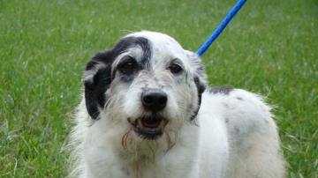 Adoptable dogs in WXII12’s viewing area