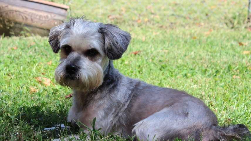Adoptable dogs in WXII12’s viewing area