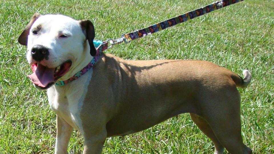 Adoptable dogs in WXII12’s viewing area