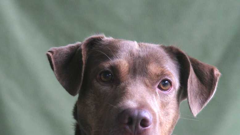 Adoptable dogs in WXII12’s viewing area