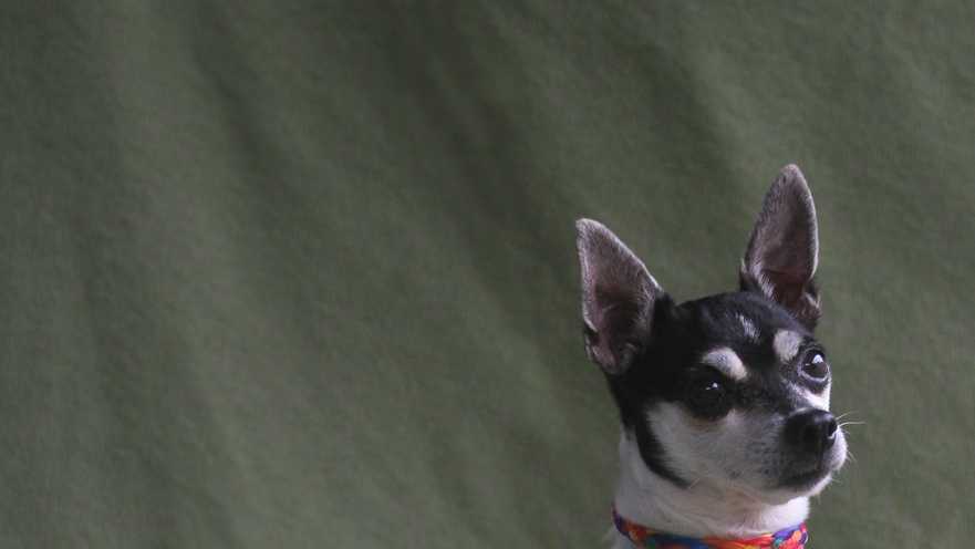 Adoptable dogs in WXII12’s viewing area