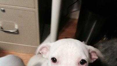 Adoptable dogs in WXII12’s viewing area