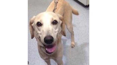 Adoptable dogs in WXII12’s viewing area