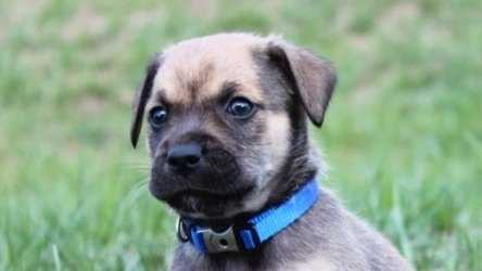 Adoptable dogs in WXII12’s viewing area