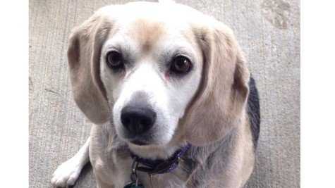 Adoptable dogs in WXII12’s viewing area