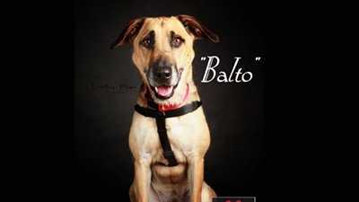 Adoptable dogs in WXII12’s viewing area