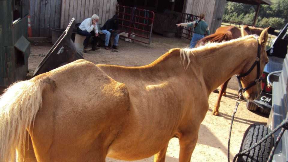 Images: Deputies find 8 neglected horses