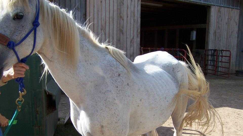 Images: Deputies find 8 neglected horses