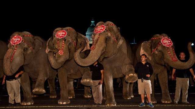 Circus animals walk through town Tuesday