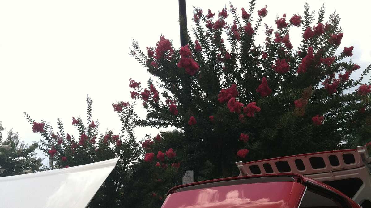 Pictures: International Ford retractable club convention