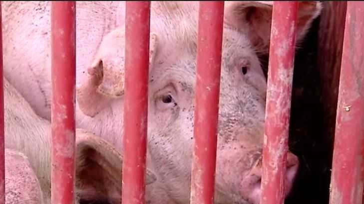 Pictures: Truck hauling pigs overturns