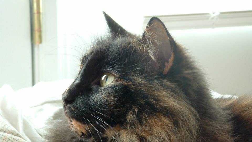 Things you might not know about WYFF News 4's Mandy Gaither