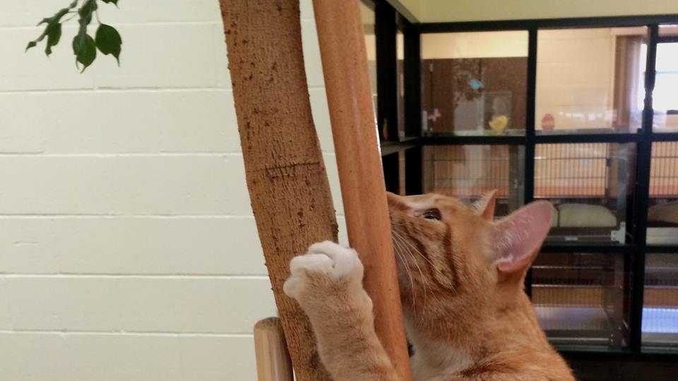 Pictures: Kevin the cat