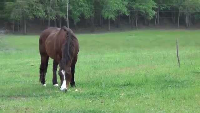 Stolen deaf horse could be in danger
