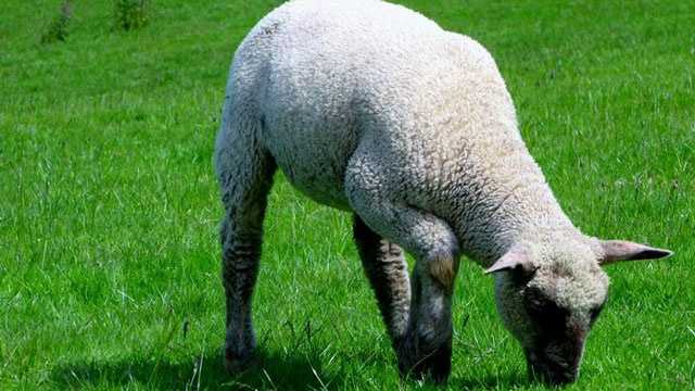 DHEC: Sheep gets rabies from skunk, exposes 4 people
