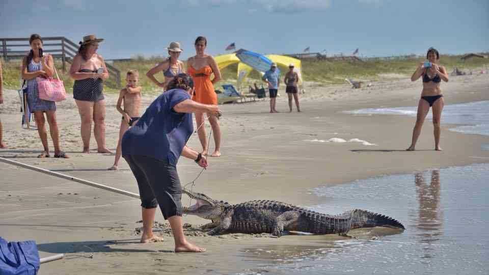 Pictures: Alligator washes up on SC beach