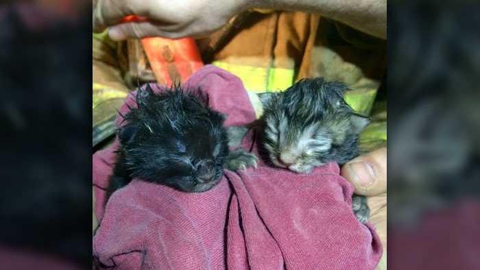 NC Firefighters rescue kittens from fire in crawl space