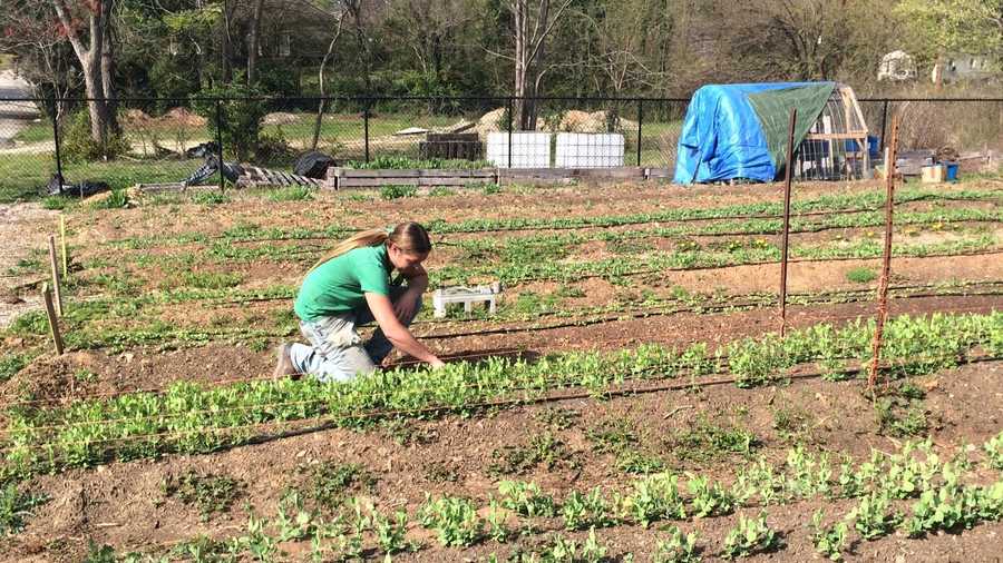 Upstate farmers' market opens this weekend