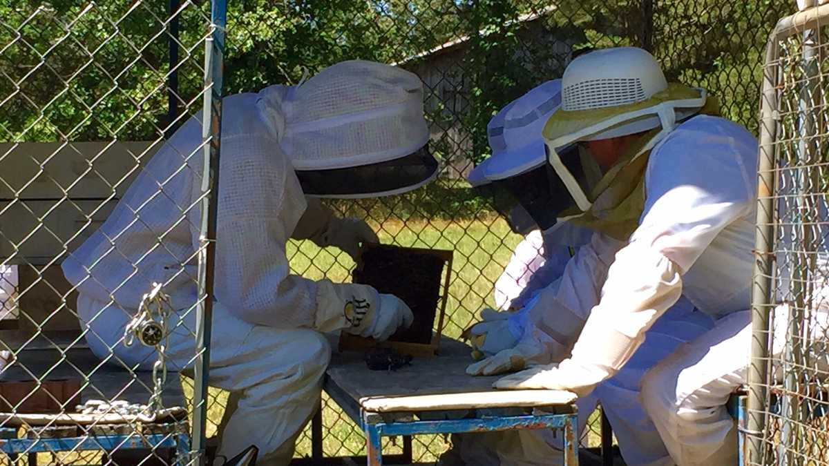 Upstate students go to bee camp