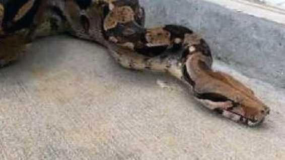 Child bitten by snake in downtown Greenville