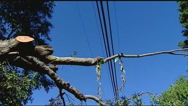 Man critically injured in tree-trimming accident, officials say