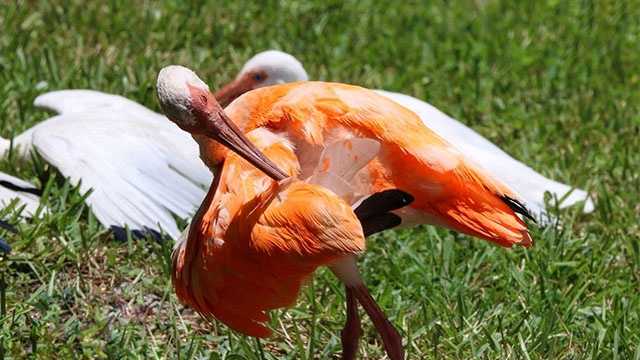 Was this ibis bird painted orange?