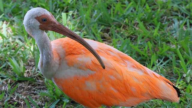 Was this ibis bird painted orange?