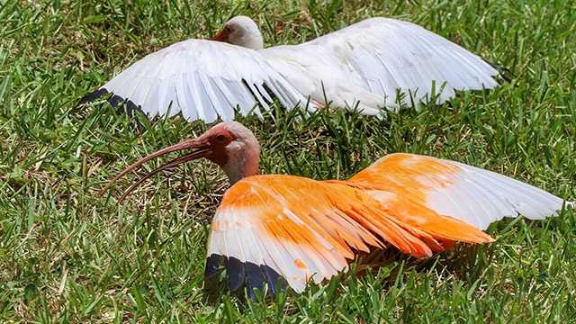 Was this ibis bird painted orange?