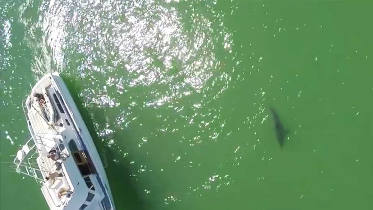 Great white sharks still swimming at Aptos, Capitola beaches