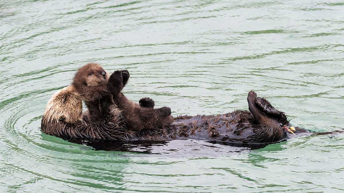 Photos Wild Sea Otters Give Birth In Monterey Tide Pool