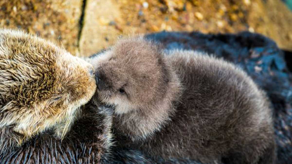 Photos Wild Sea Otters Give Birth In Monterey Tide Pool