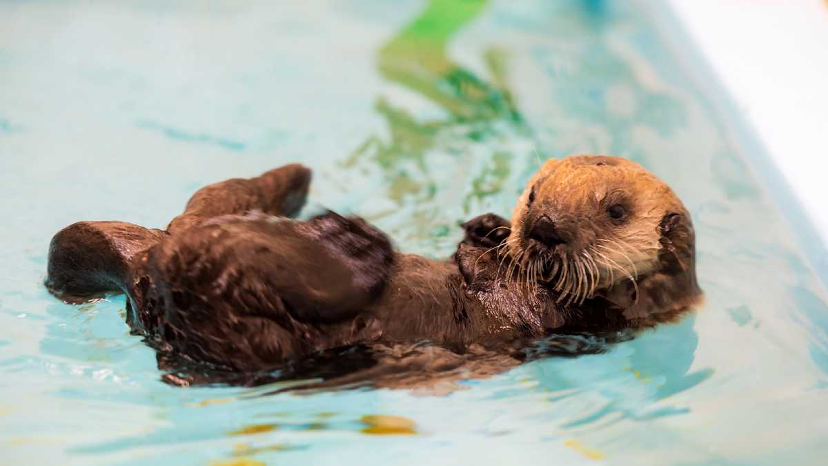 PHOTOS: Sea otter pup rescued from Carmel Beach doing well