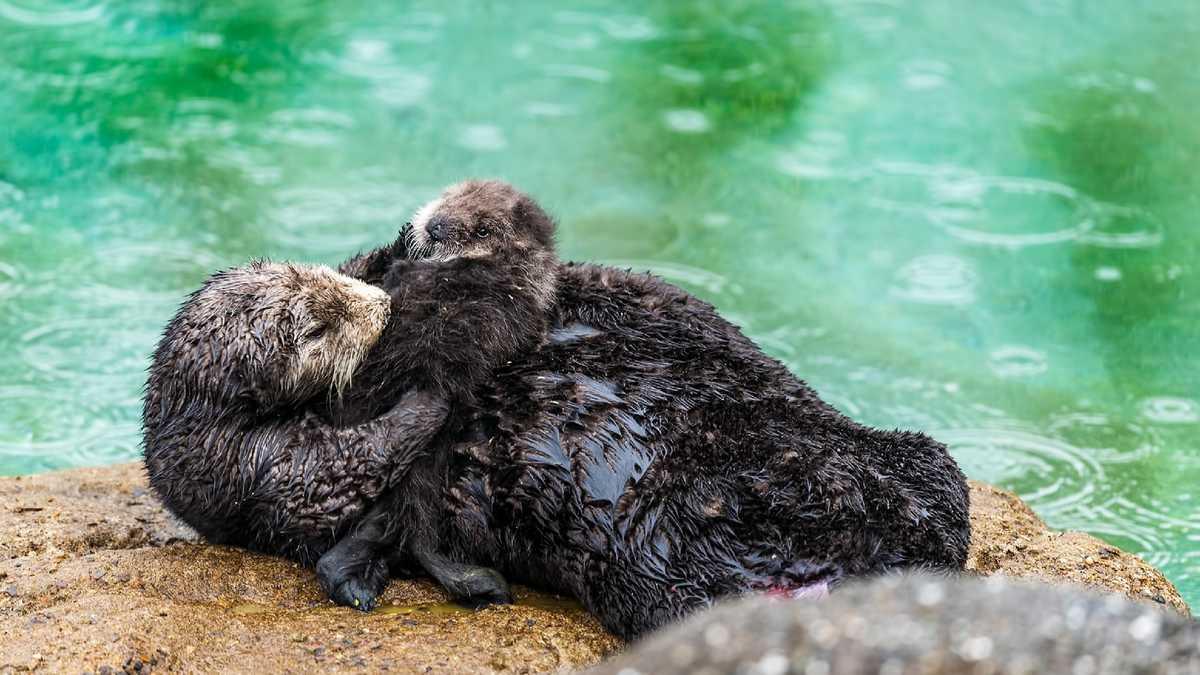 Photos Wild Sea Otters Give Birth In Monterey Tide Pool