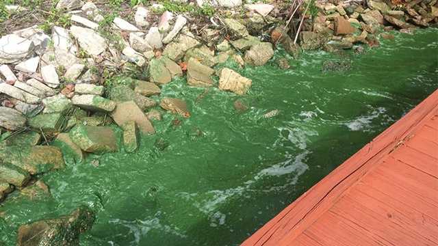 Officials warn of effects of toxic algae on human body