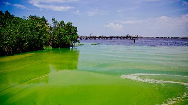 Algae bloom spotted in South Florida waters