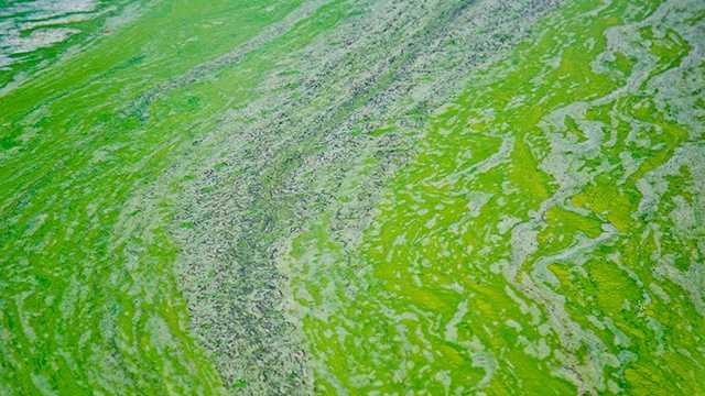 Algae bloom spotted in South Florida waters