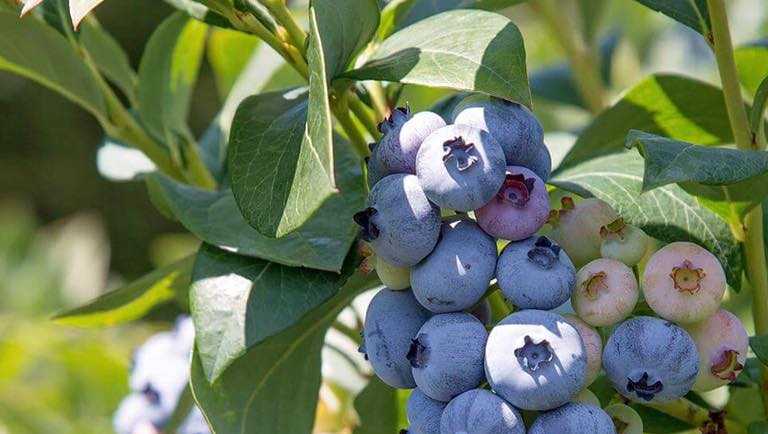 New Hampshire's best berry picking of 2024