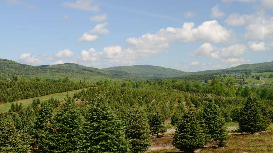 New Hampshire's best Christmas tree farms of 2023