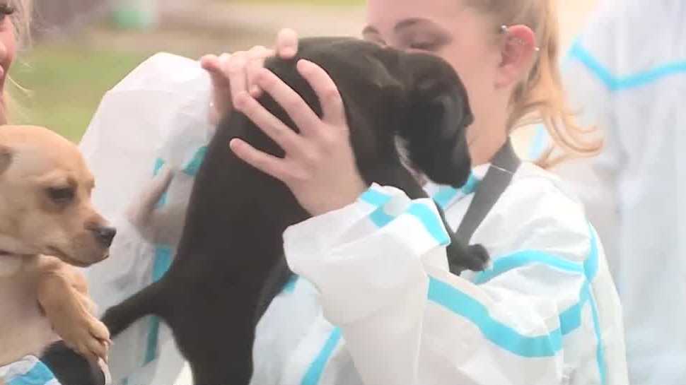 Big Dog Ranch rescues dogs from California wildfires, Texas cold