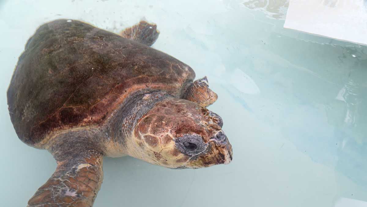 A sea turtle with 3 flippers swims free after Florida rehab, now ...