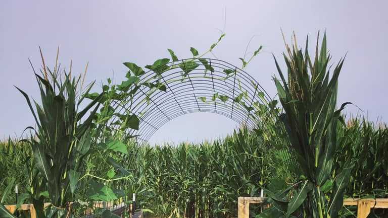 NH best corn maze of 2021